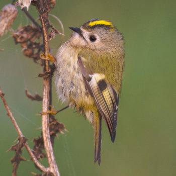 21 Facts on Goldcrest - Tweetapedia - Living with Birds