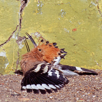 21 Facts on Hoopoe - Tweetapedia - Living with Birds