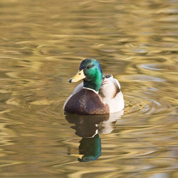 21 Facts on Mallard - Tweetapedia - Living with Birds