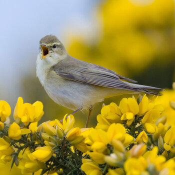 21 Facts on Migrant Birds - Tweetapedia - Living with Birds