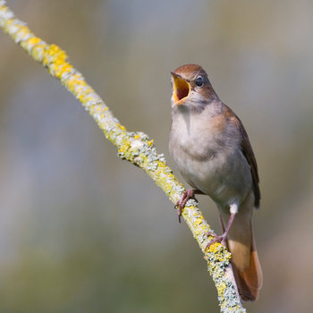 21 Facts on Nightingale - Tweetapedia - Living with Birds