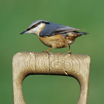 21 Facts on Nuthatch - Tweetapedia - Living with Birds