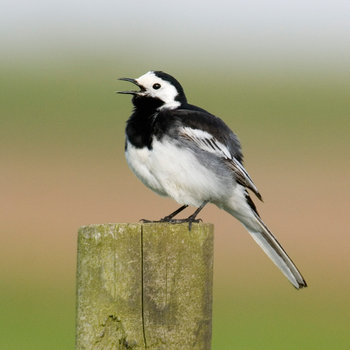 21 Facts on Pied Wagtail - Tweetapedia - Living with Birds