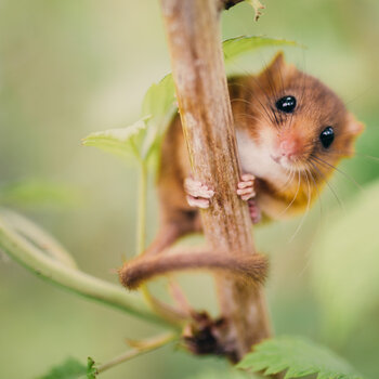 21 Facts on Small Rodents - Tweetapedia - Living with Birds