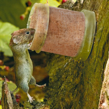 21 Facts on Small Rodents - Tweetapedia - Living with Birds