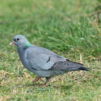21 Facts on Stock Dove - Tweetapedia - Living with Birds