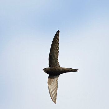 21 Facts on Swift - Tweetapedia - Living with Birds