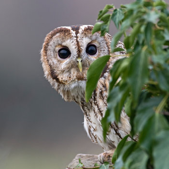 21 Facts on Tawny Owl - Tweetapedia - Living with Birds