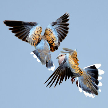 21 Facts on Turtle Dove - Tweetapedia - Living with Birds