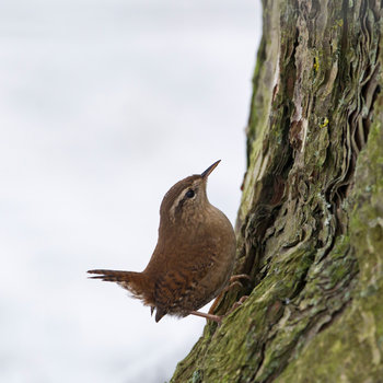 21 Facts on Wren - Tweetapedia - Living with Birds