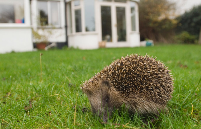 Hungry hedgehogs - Tweetapedia - Living with Birds